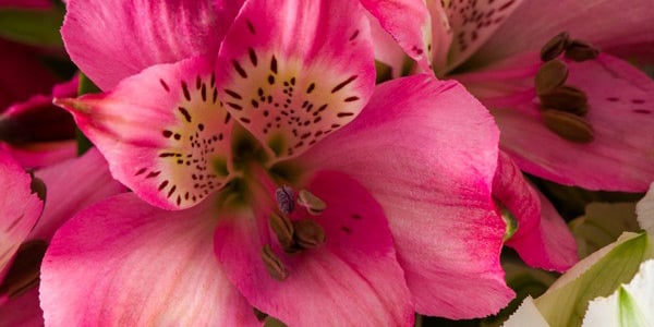 Mother's Day Ideas and Inspiration - Morrisons